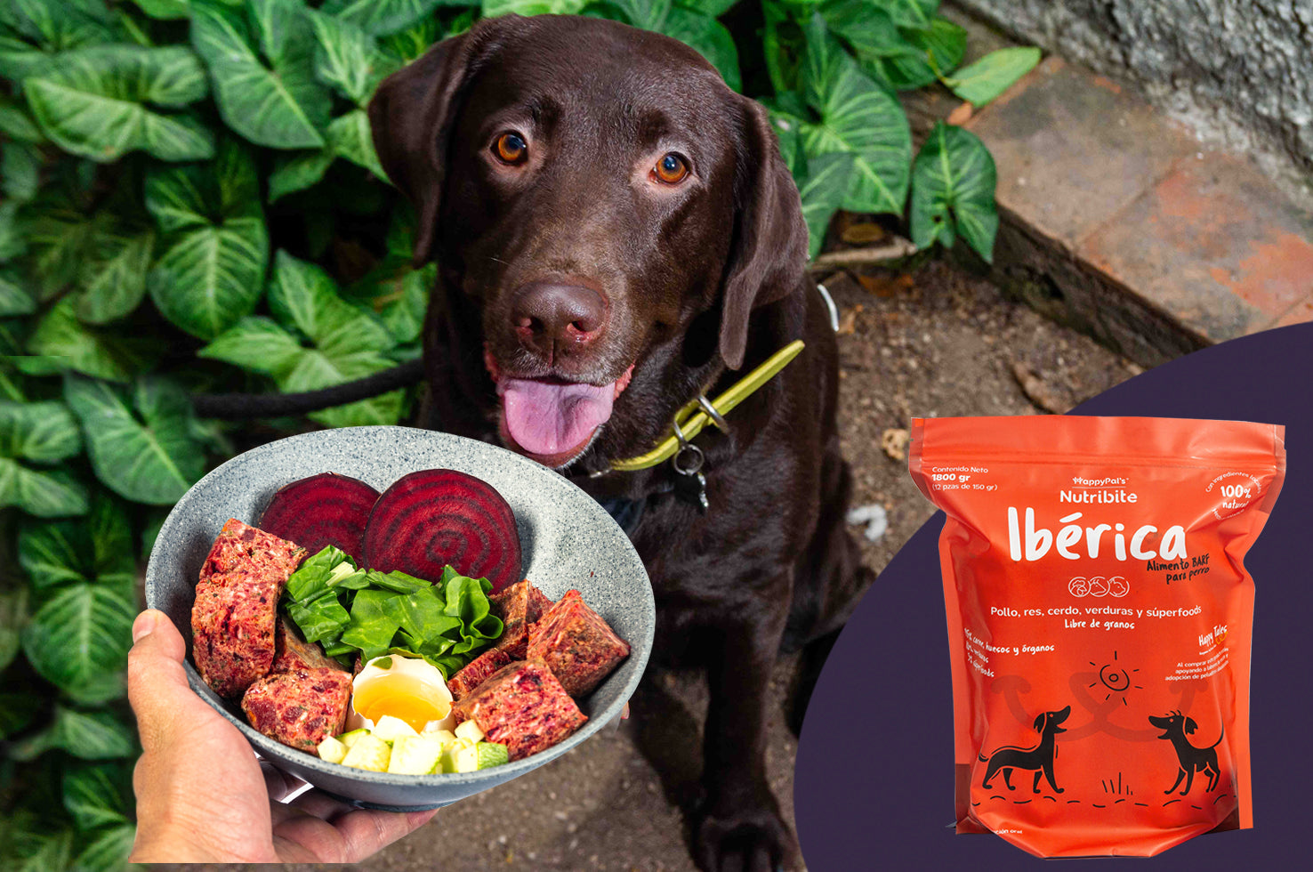 La Mejor Comida Natural para perros en México